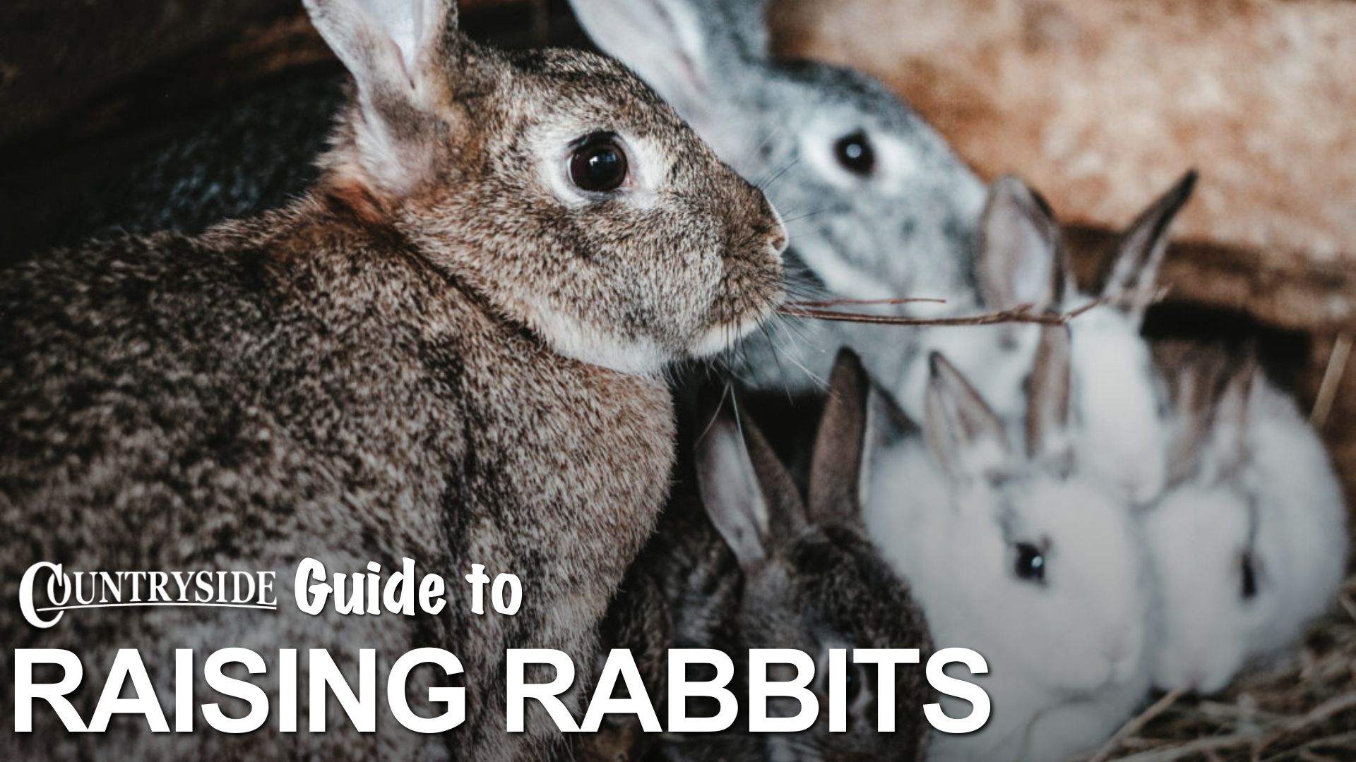 Free Guide: Raising Rabbits - Countryside